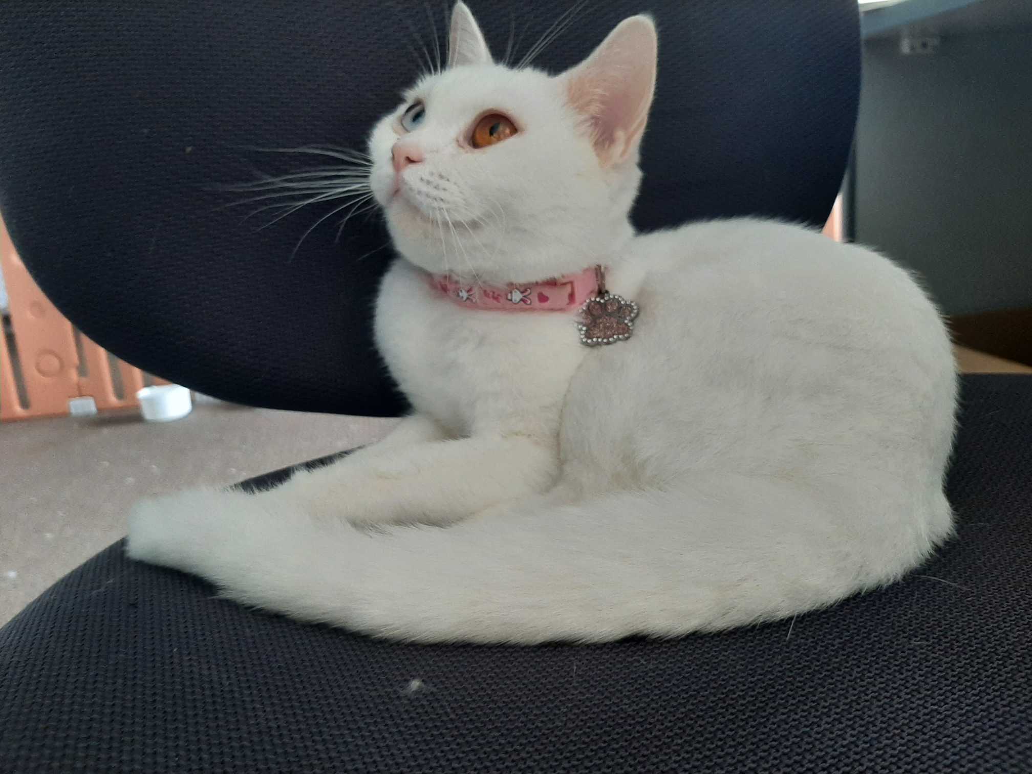 Kitter Cat Litter Beige Double Tray Set And Scoop For Wood Pellets - $28.00