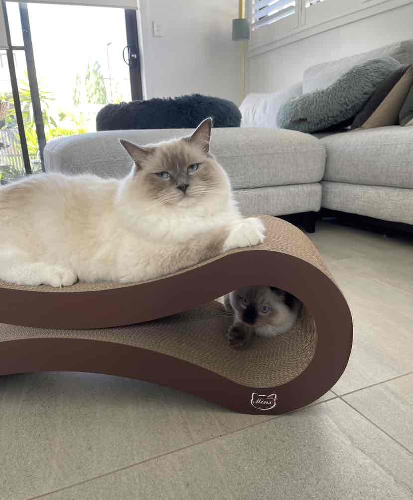 Minx Infinity Cat Scratcher Lounging Calming Bed Medium For Cats 55cm - $69.99