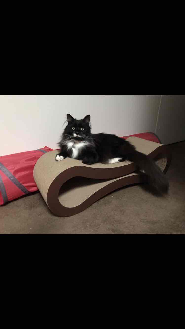 Minx Infinity Cat Scratcher Lounging Calming Bed Medium For Cats 55cm ...