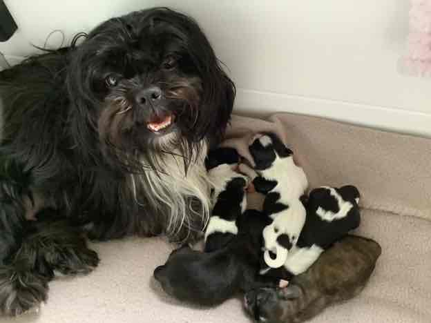 Troy Calcium Syrup For Dogs And Cats 1L - $119.95