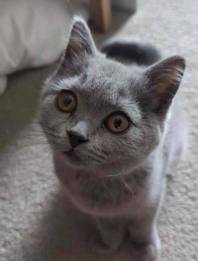 Royal Canin Veterinary Diet Feline Sensitivity Control Pouches Wet Cat ...