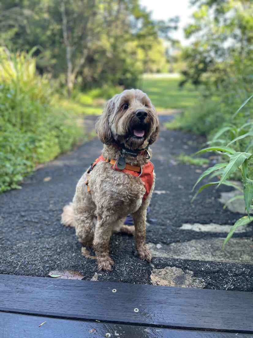 Meals For Mutts MfM Kangaroo Single Meat Protein Grain Free Adult Dry ...