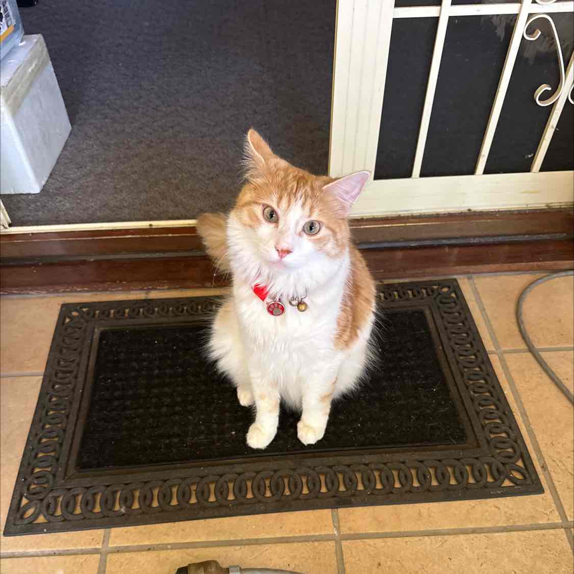 Trouble And Trix Lavender Clumping Scoopable Clay Litter For Cats 21kg ...