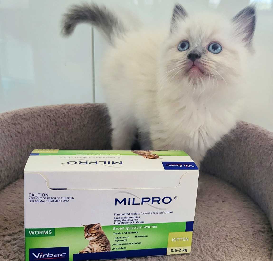 Milpro Broad Spectrum Wormer For Small Cats And Kittens Up To 2kg 24 ...