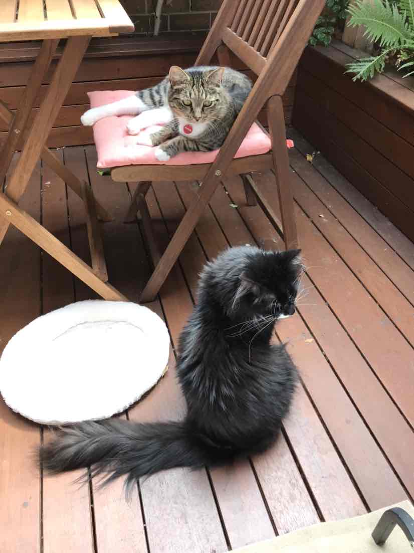 Hills Prescription Diet Feline cd Urinary Care Multicare Stress Chicken ...