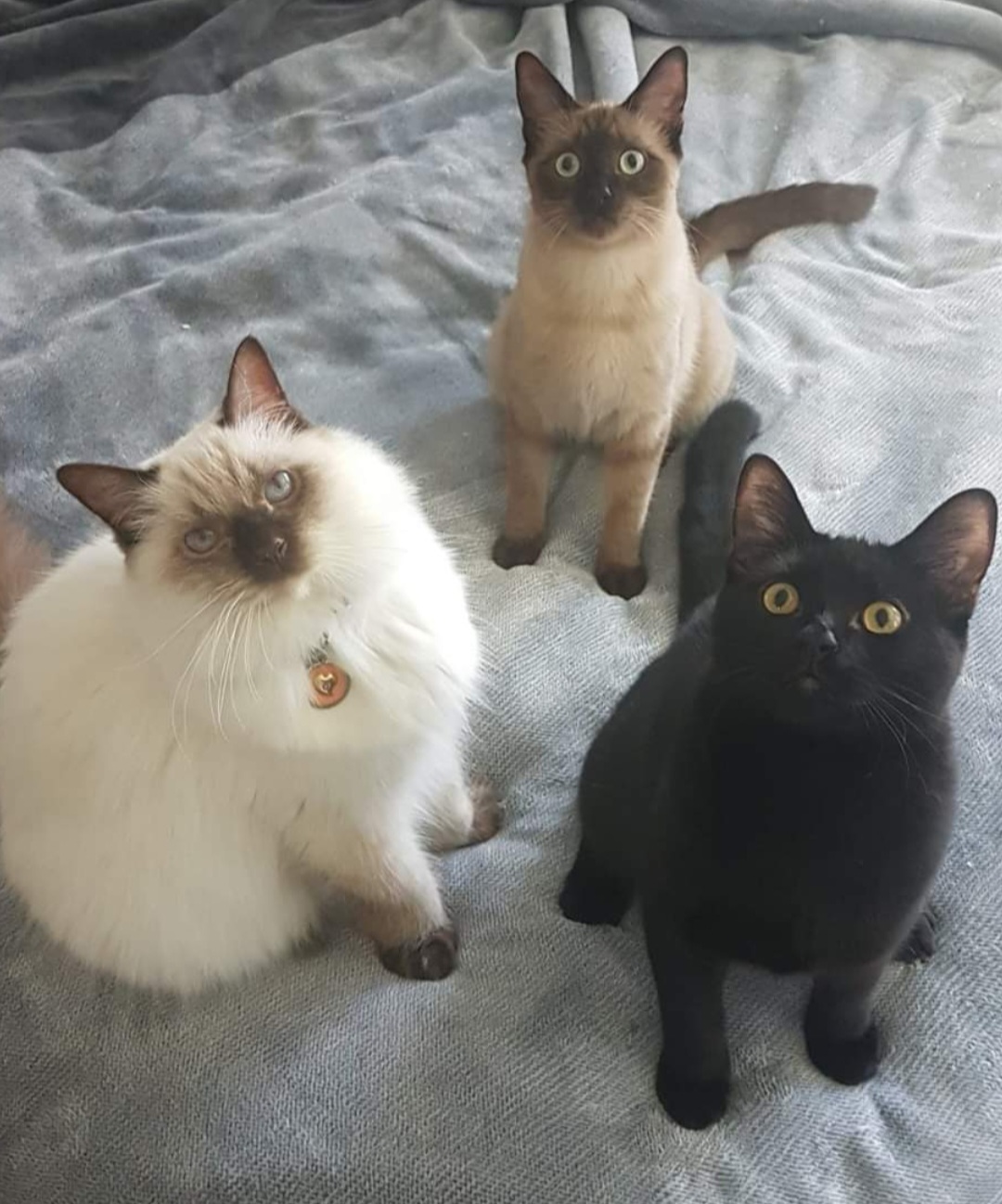 Hills Prescription Diet Feline cd Urinary Care Multicare Chicken Dry ...