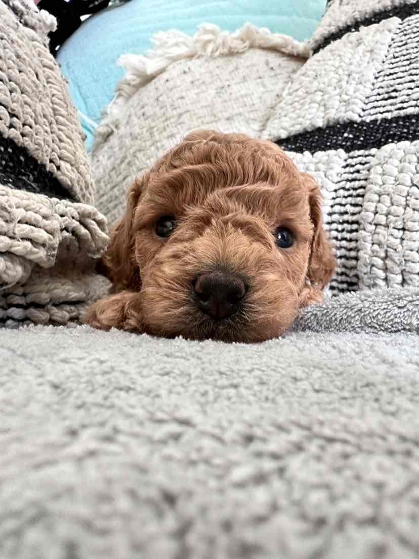 KONG Wild Knots Bear Small Medium Squeaky Plush Tug Toy For Dogs - $17.41