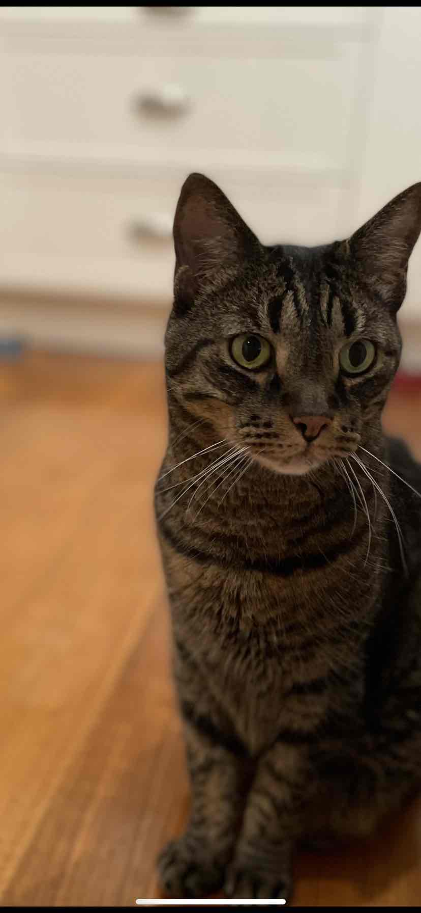 Hills Prescription Diet Feline cd Urinary Care Multicare Stress Chicken ...