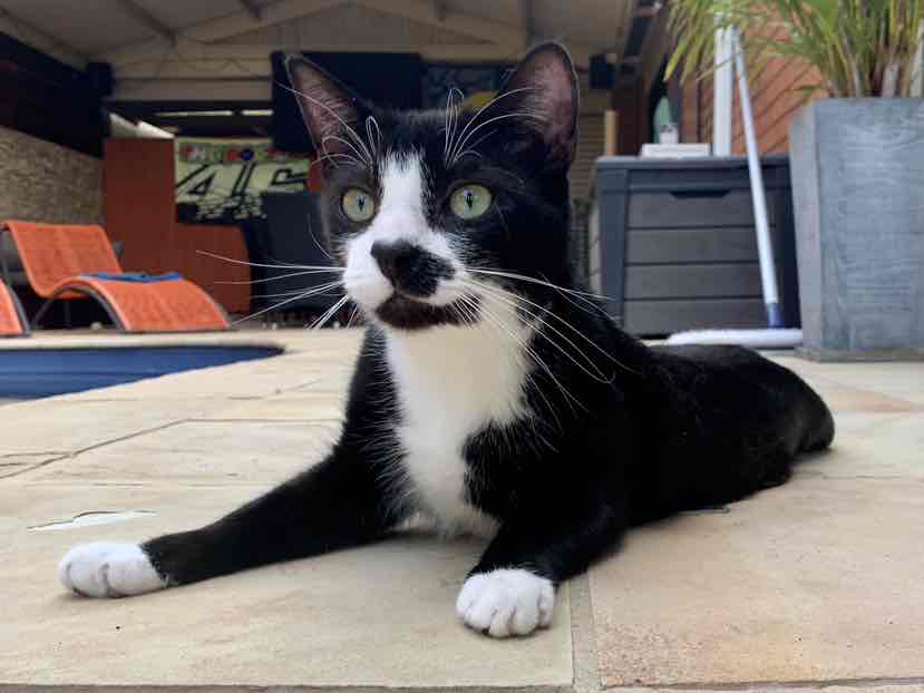 Kitter Cat Litter Beige Double Tray Set And Scoop For Wood Pellets - $28.00