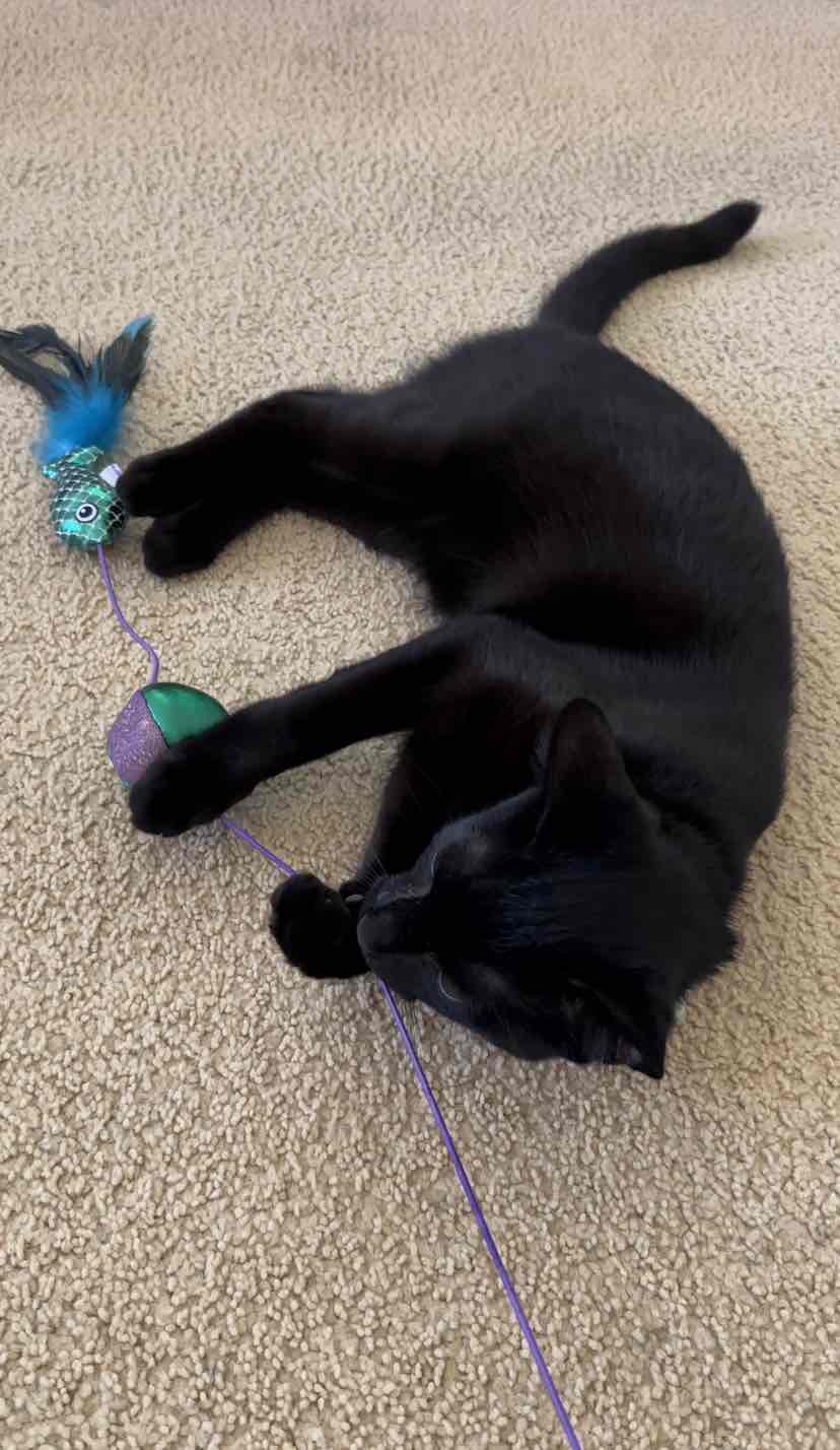 Kazoo Kitty Play Wand Fluffy Rainbow Tail Rattle Toy For Cats - $13.95