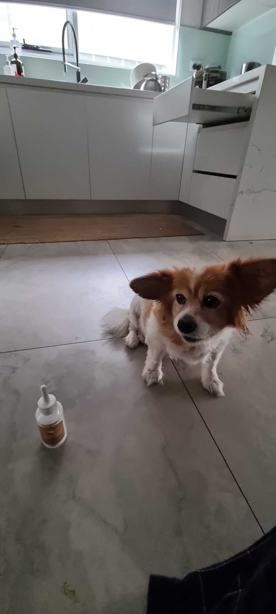 Dermcare Otoflush Gentle Ear Cleanser For Dogs 250ml - $47.95