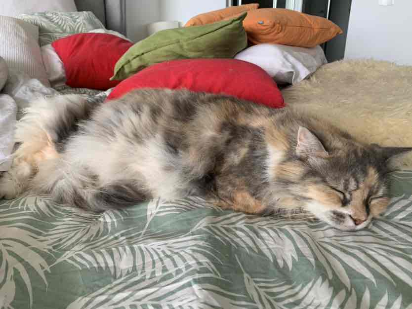 Profender For Cats All Wormer Blue 2.5-5kg - $27.21