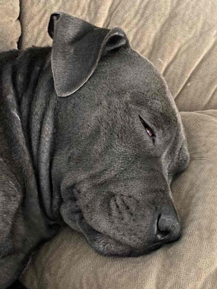 Pyohex Medicated Conditioner For Dogs 200ml - $18.89