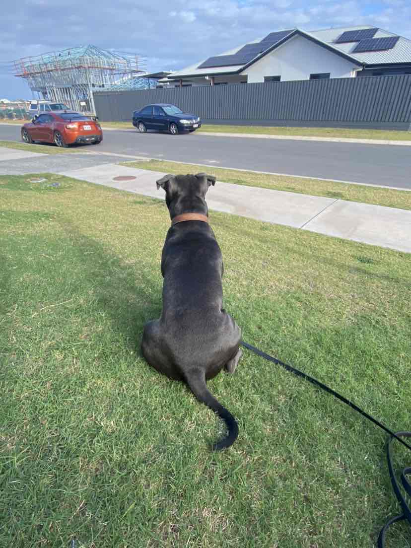 Pyohex Medicated Conditioner For Dogs 200ml - $18.89