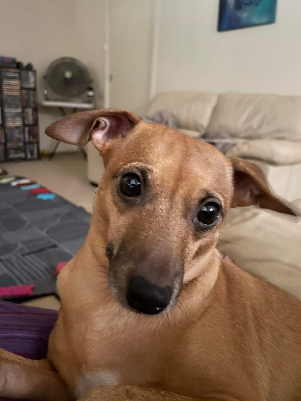 Furkidz Mighty Chomp Strong Natural Coffee Java Wood Stick XLarge Toy ...