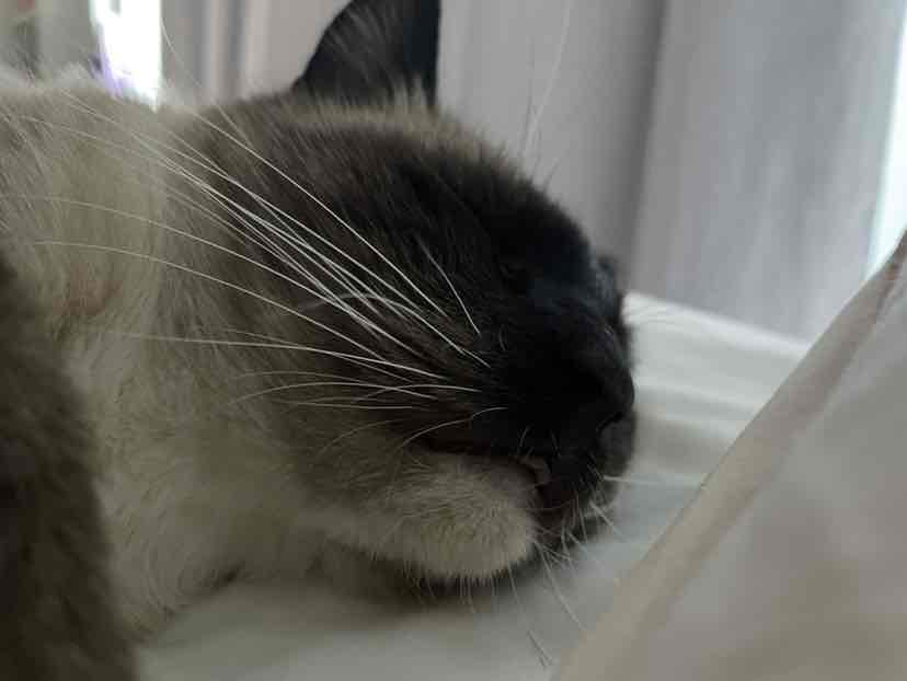 Hills Prescription Diet Feline cd Urinary Care Multicare Chicken Dry ...