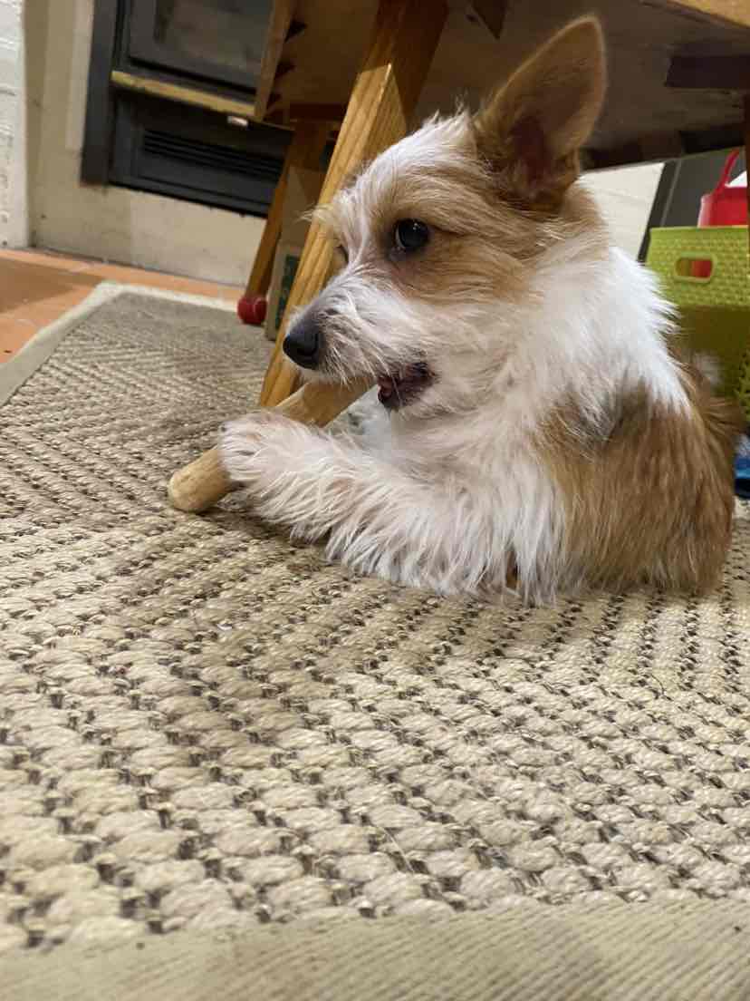 Furkidz Mighty Chomp Strong Natural Coffee Java Wood Stick Small Toy ...