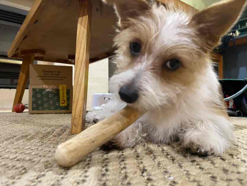 Furkidz Mighty Chomp Strong Natural Coffee Java Wood Stick Large Toy ...