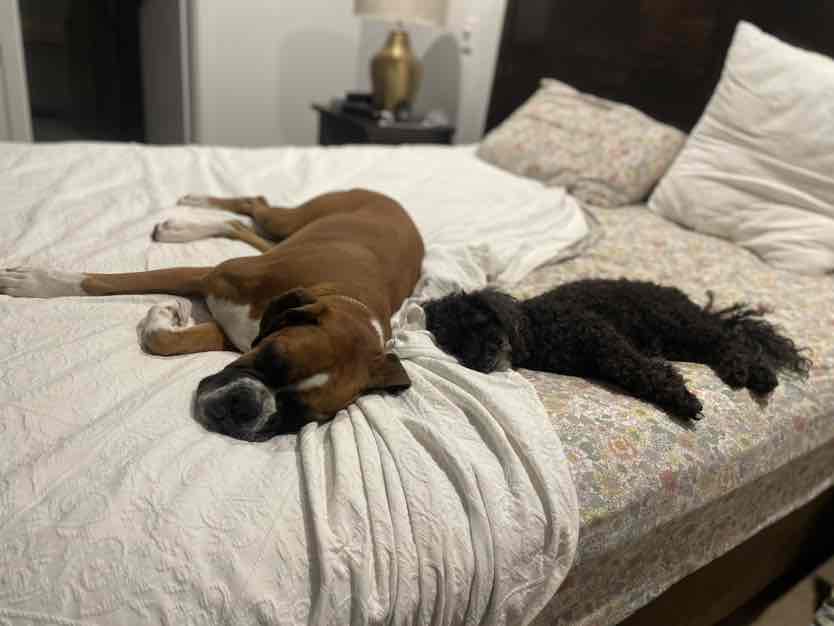 Hoof For Dogs Australia at Linda Platt blog