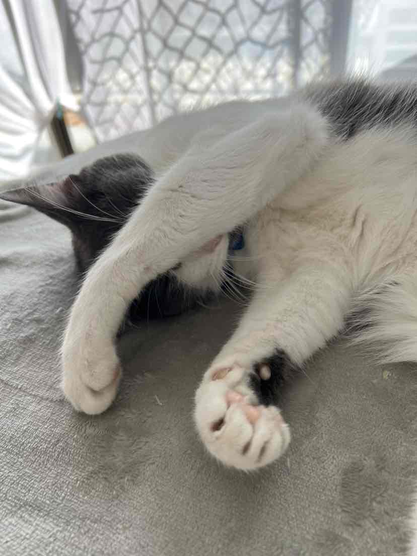 Hills Prescription Diet Feline cd Urinary Care Multicare Chicken Dry ...