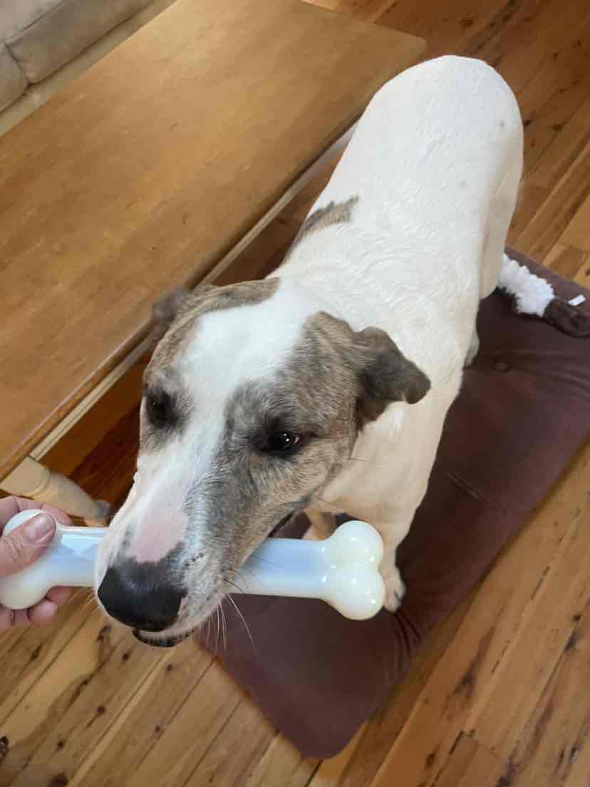 Sporn Marrow Chew Bone Large Toy For Dogs - $16.80