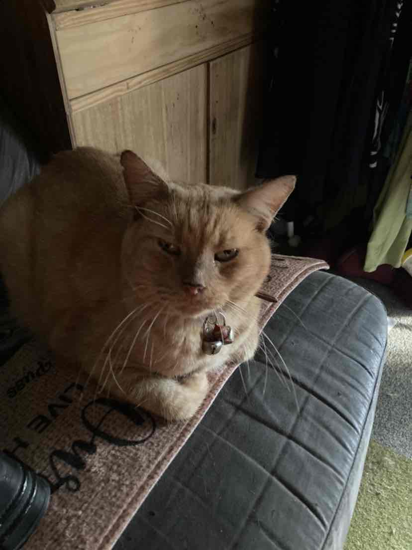 Hills Prescription Diet Feline cd Urinary Care Multicare Stress Chicken ...