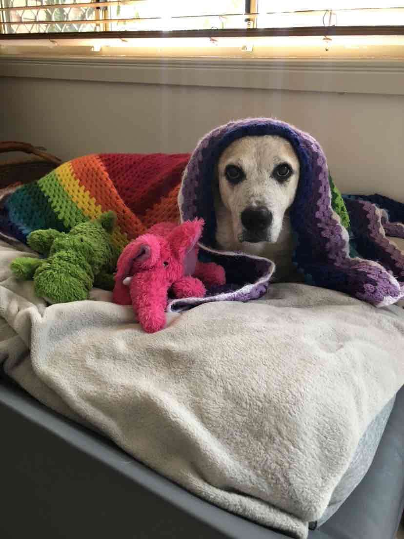 Dermcare Otoflush Gentle Ear Cleanser For Dogs 125ml - $24.90