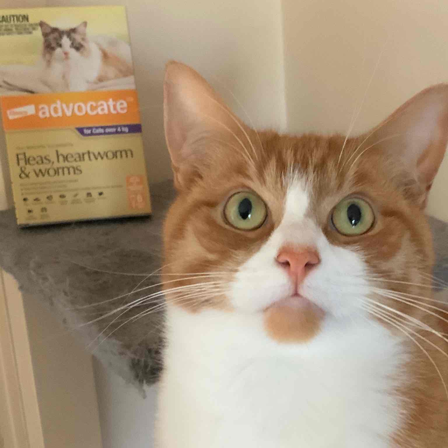 Advocate For Cats Large Over 4kg 12 pack - $154.99