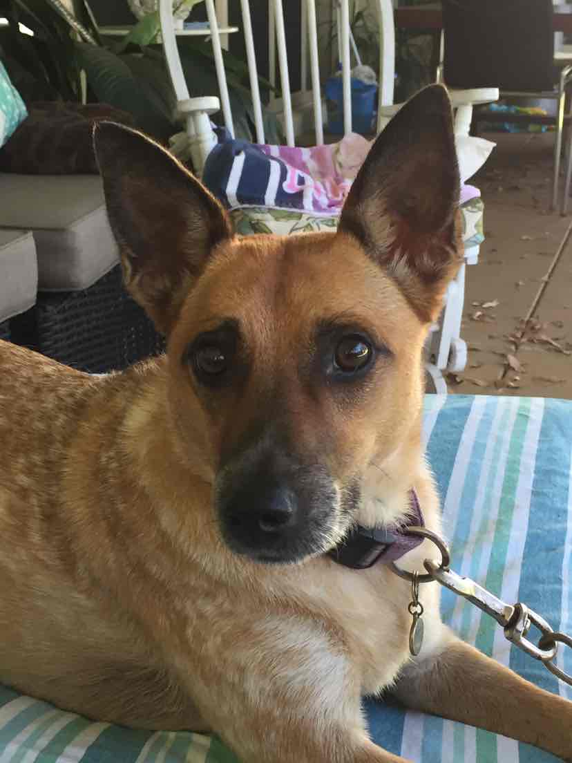 Eukanuba Large Breed Senior 7+ Years Dry Dog Food 28kg - $231.99