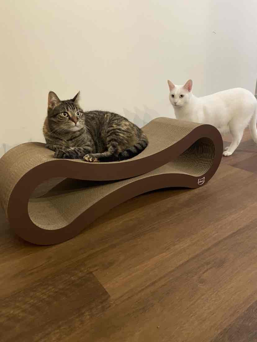Minx Infinity Cat Scratcher Lounging Calming Bed Medium For Cats 55cm ...