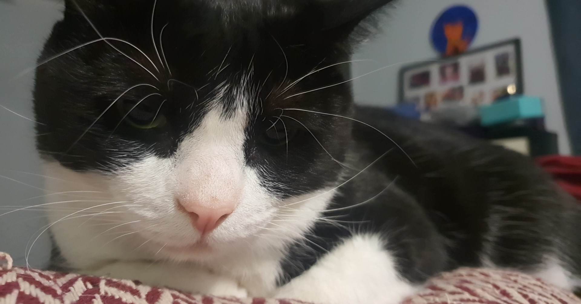 Hills Prescription Diet Feline cd Urinary Care Multicare Stress Chicken ...