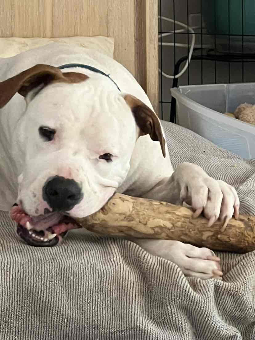 Furkidz Mighty Chomp Strong Natural Coffee Java Wood Stick Small Toy ...