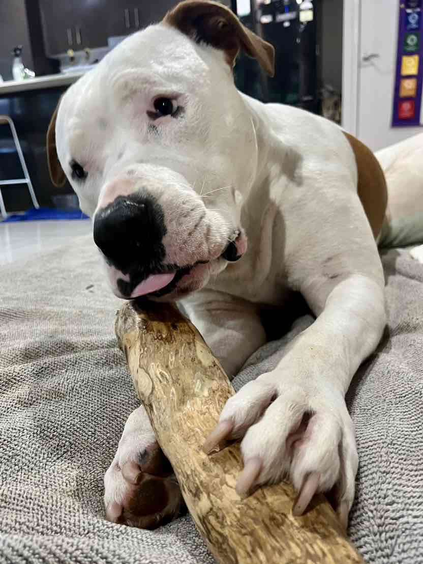 Furkidz Mighty Chomp Strong Natural Coffee Java Wood Stick Large Toy ...