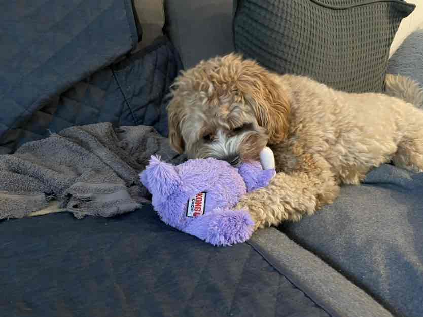 KONG Cozie Rosie Rhino Plush Squeak Medium Toy For Dogs - $13.68