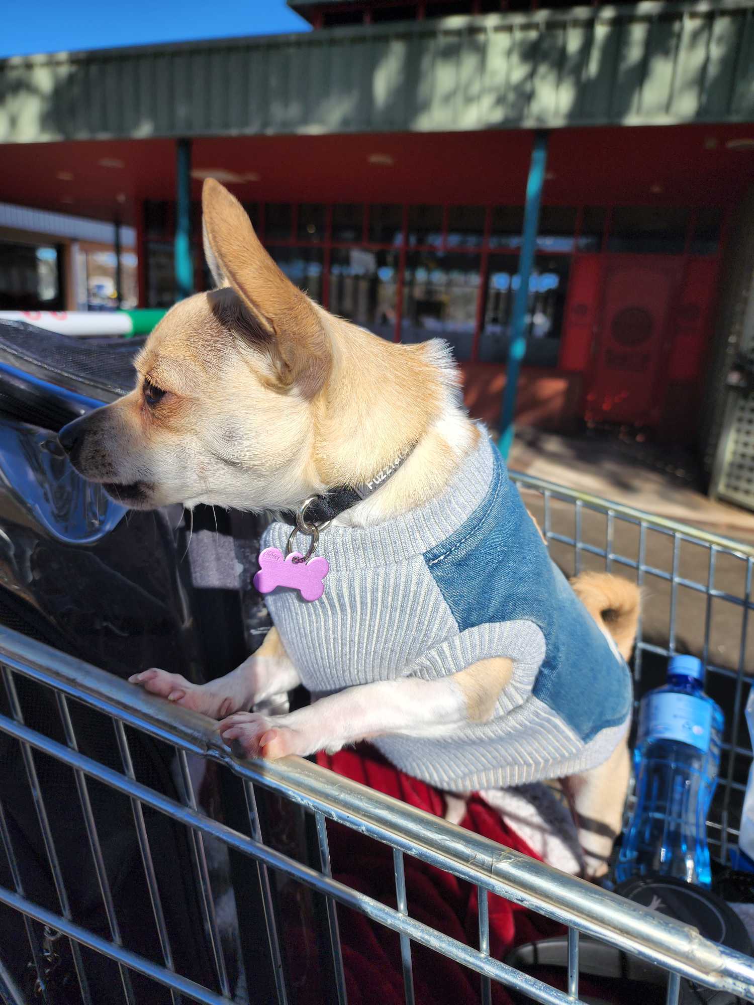 Furkidz Mighty Chomp Strong Natural Coffee Java Wood Stick Large Toy ...