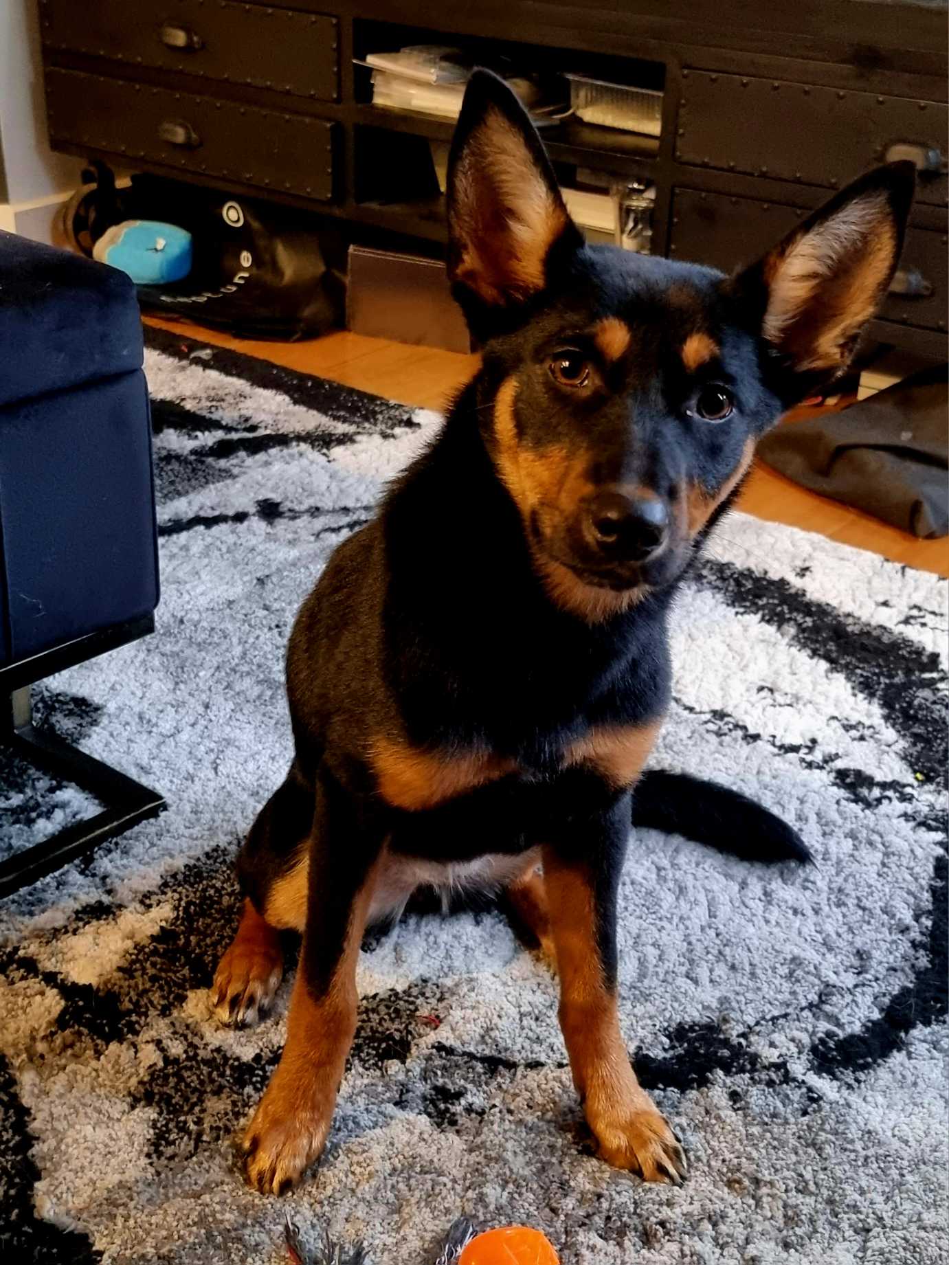 Direa For Dogs and Cats 10 Tablets - $25.55