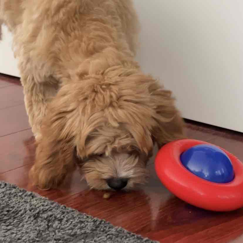 KONG Gyro Treat Dispensing Large Toy For Dogs - $18.69