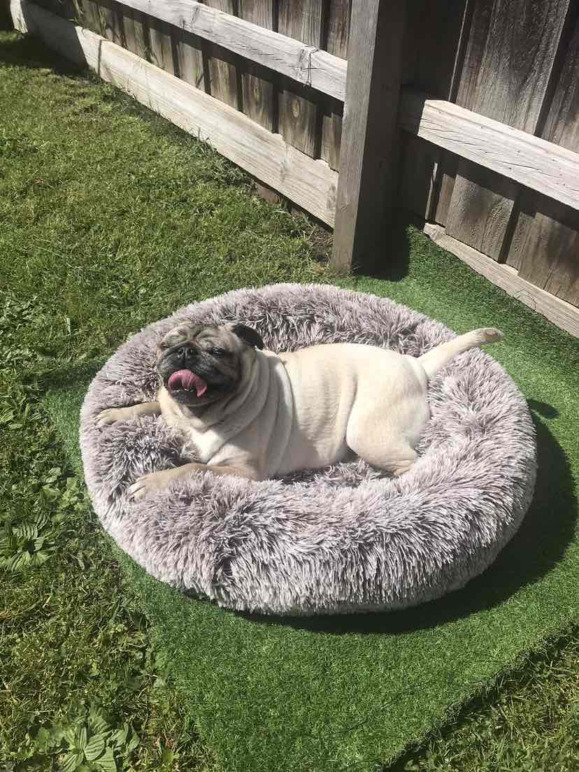 Dermcare Otoflush Gentle Ear Cleanser For Dogs 125ml - $24.90