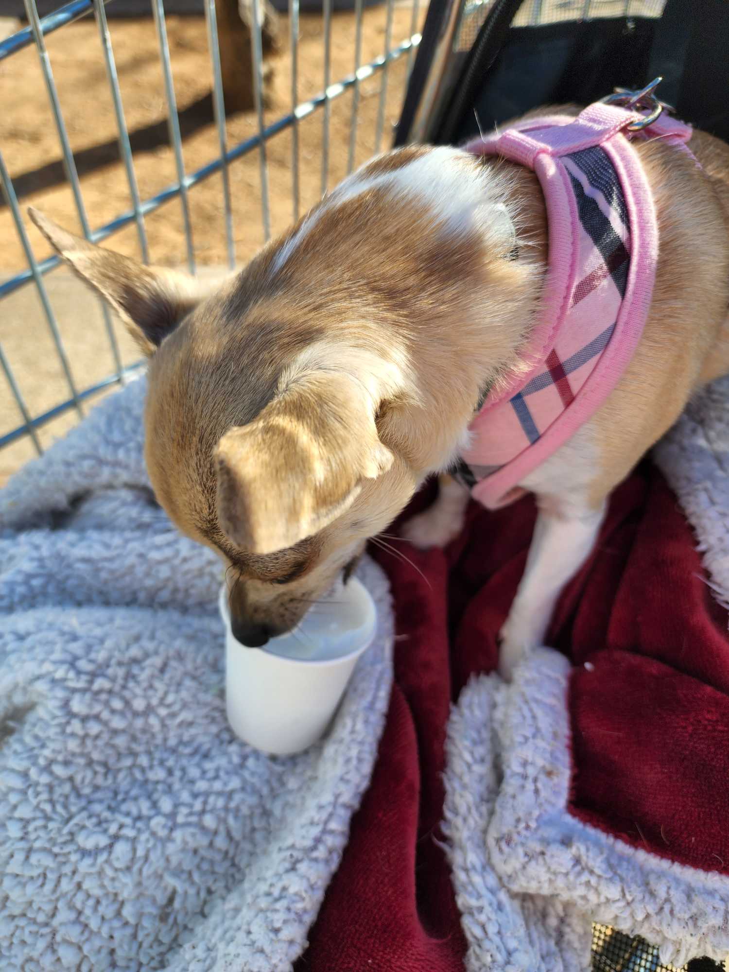 Furkidz Mighty Chomp Strong Natural Coffee Java Wood Stick Large Toy ...