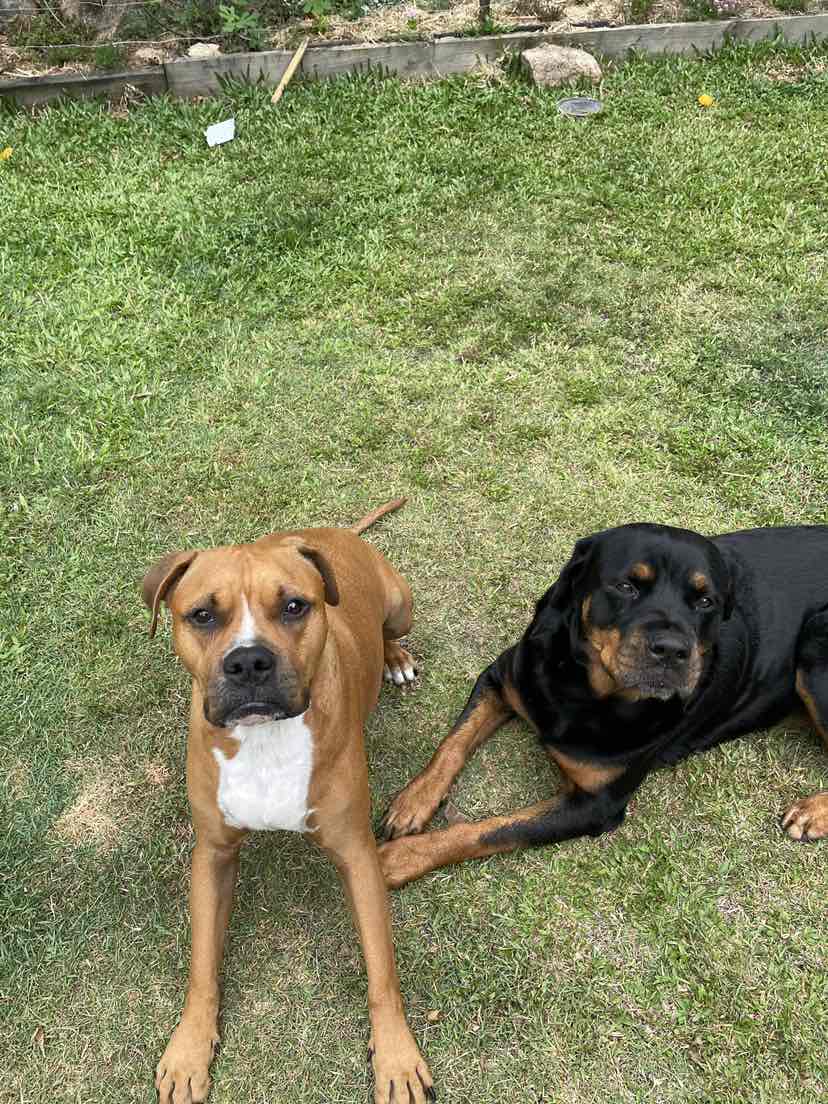 Meals For Mutts MfM Kangaroo Single Meat Protein Grain Free Adult Dry ...