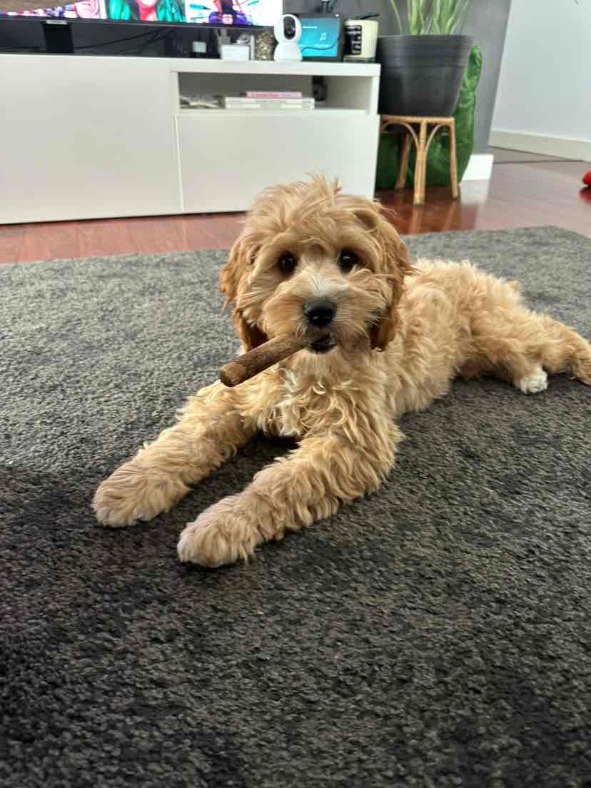 Furkidz Mighty Chomp Strong Natural Coffee Java Wood Stick Small Toy ...