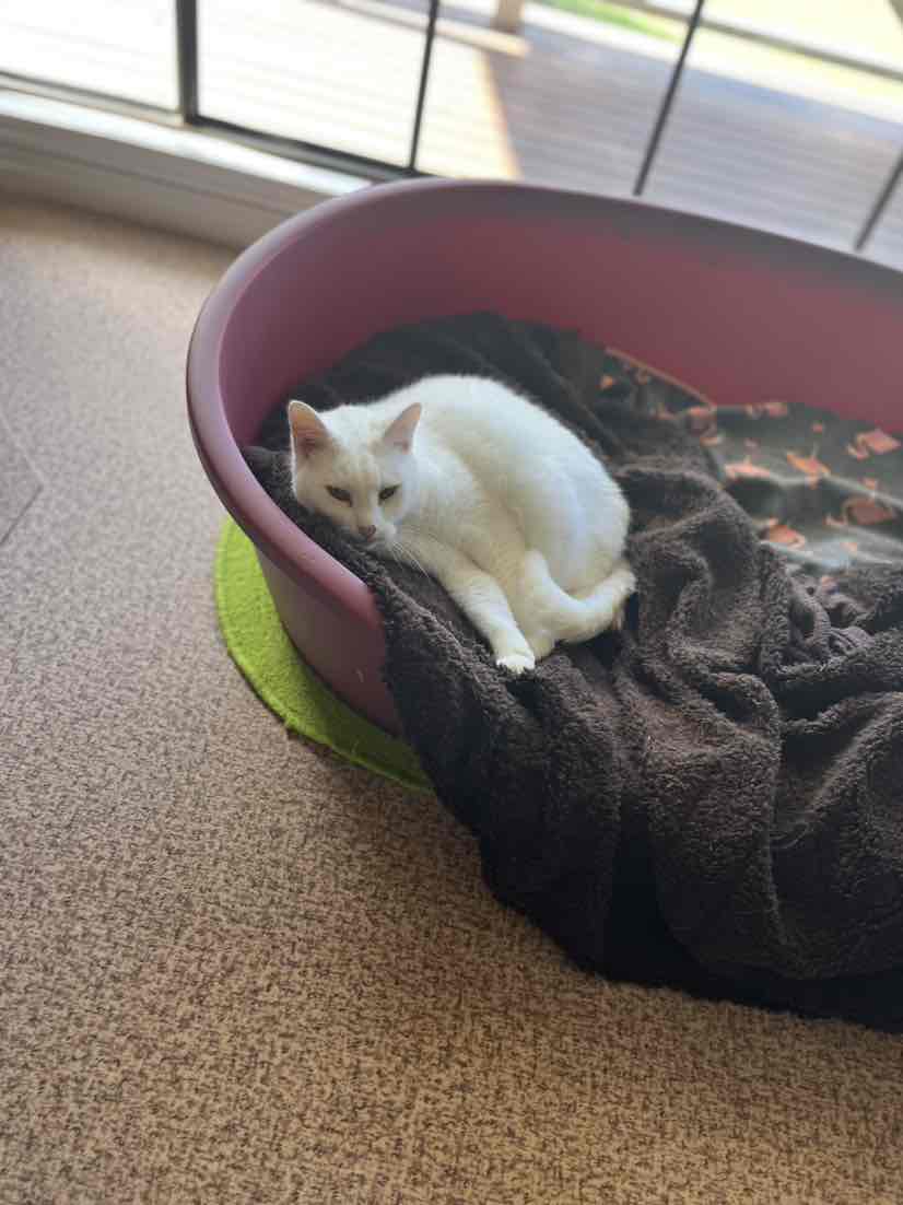 Profender For Cats All Wormer Blue 2.5-5kg - $27.21