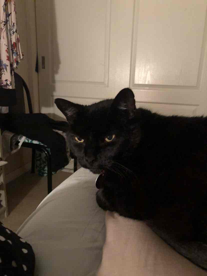 Hills Prescription Diet Feline cd Urinary Care Multicare Chicken Dry ...