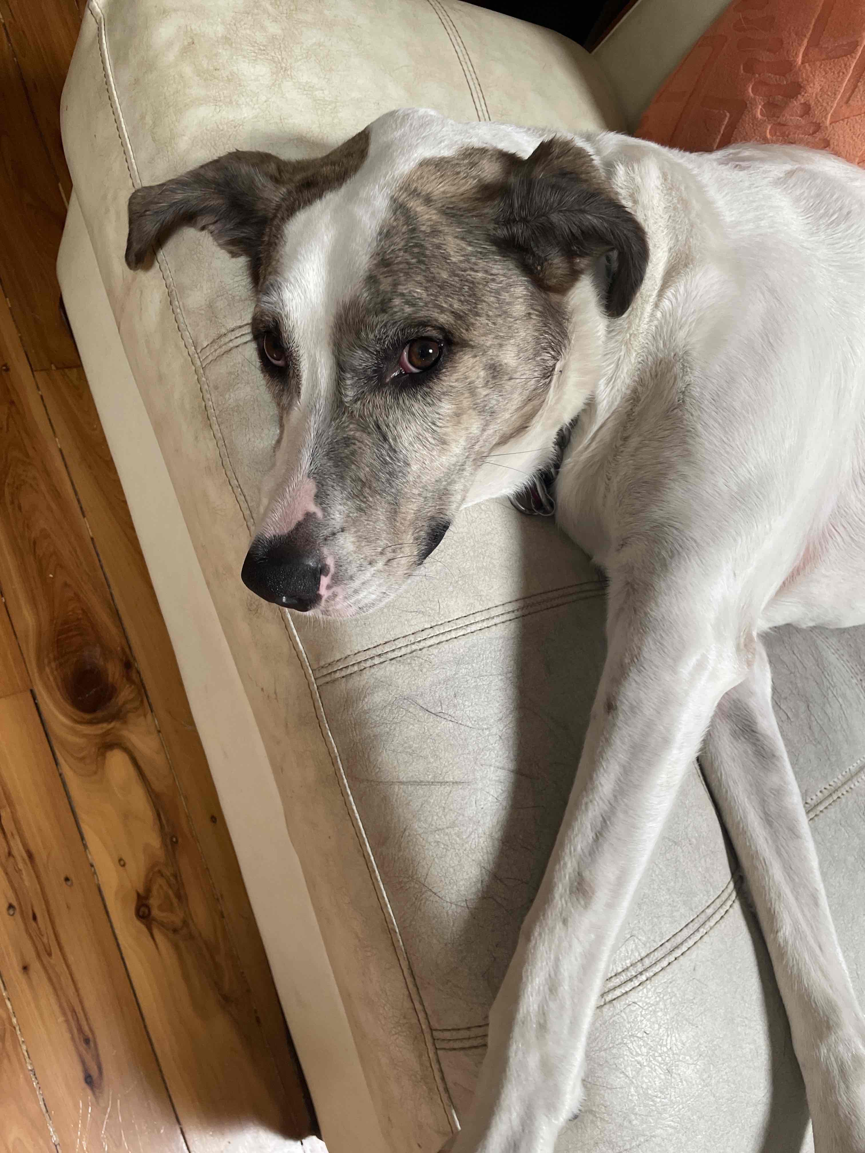 Rose Hip Vital Canine Powder For Dogs 500g - $69.95