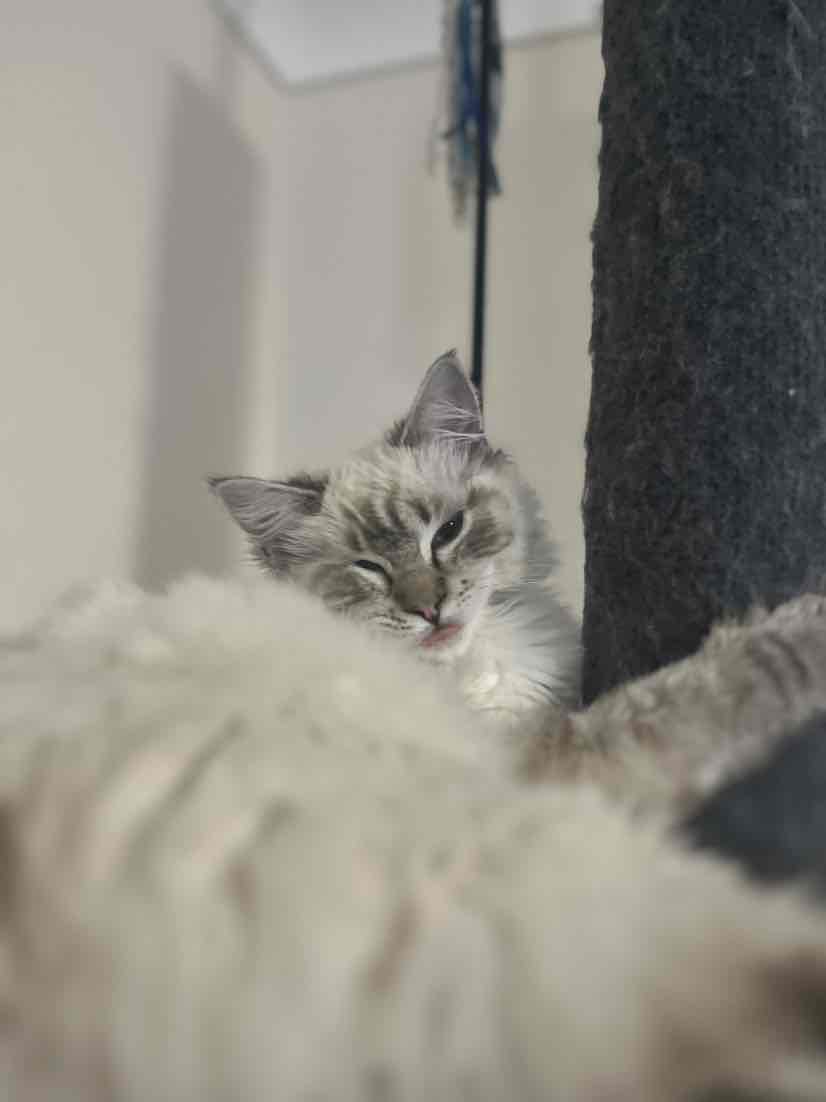 Kitter Cat Litter Beige Double Tray Set And Scoop For Wood Pellets - $28.00