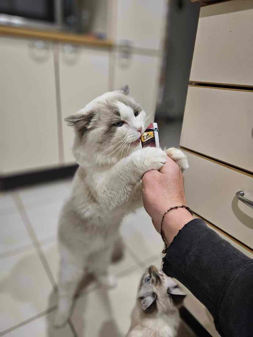 Dine Creamy Treats Tuna Flavour Paste Treat For Cats 12gm x 32 - $24.95