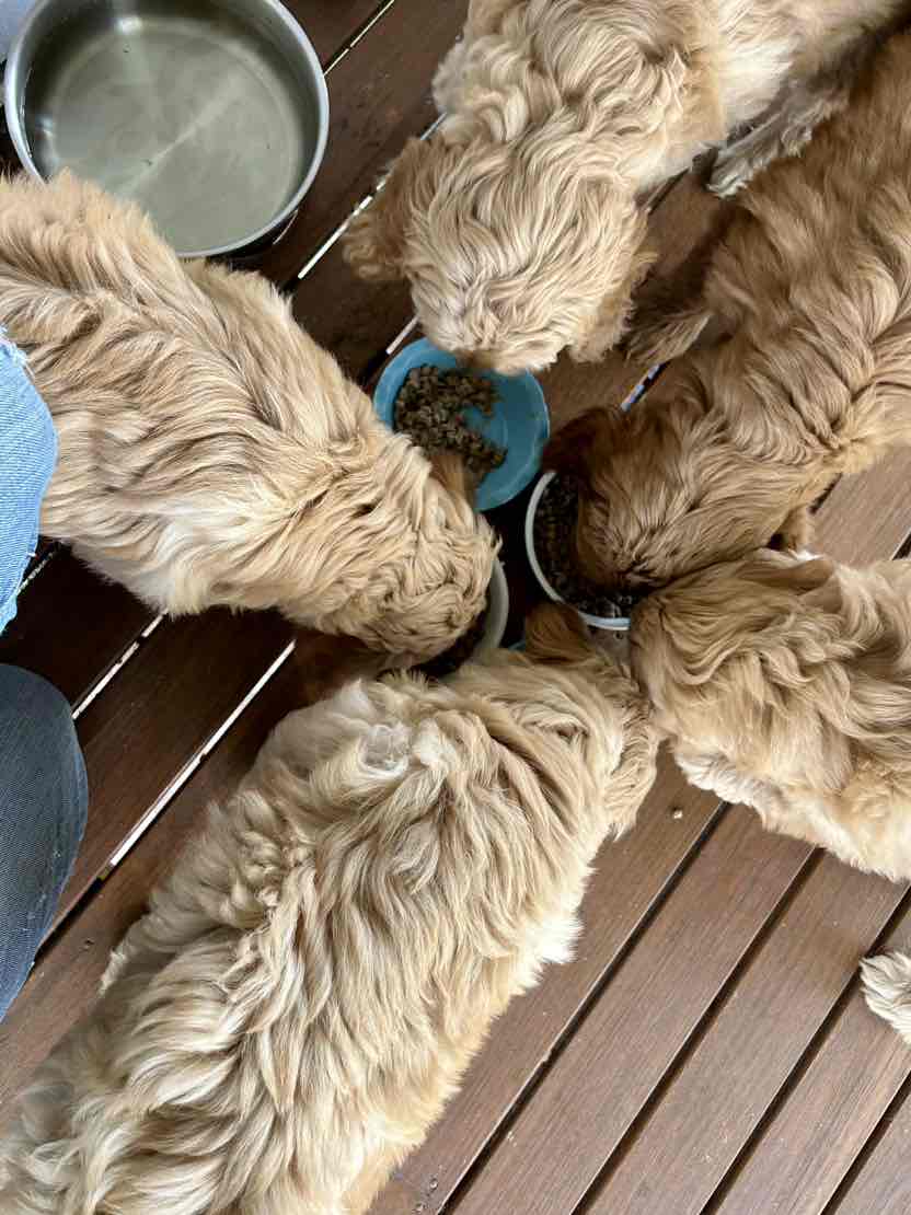 Meals For Mutts MfM Turkey Salmon Sardine Hypoallergenic And Gluten ...