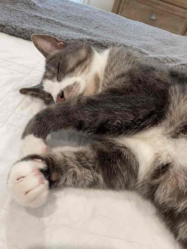 Hills Prescription Diet Feline cd Urinary Care Multicare Stress Chicken ...