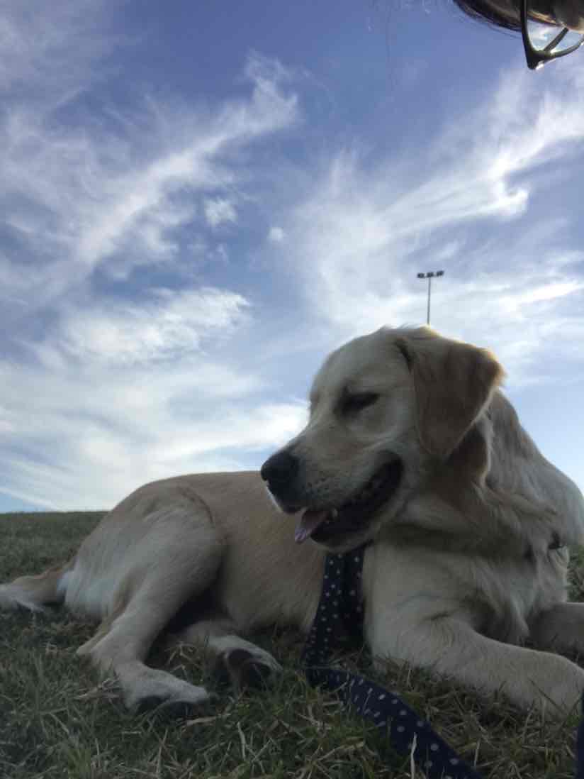 WAG Kangaroo Rib Rack Natural Dried Single Treat For Dogs - $9.99