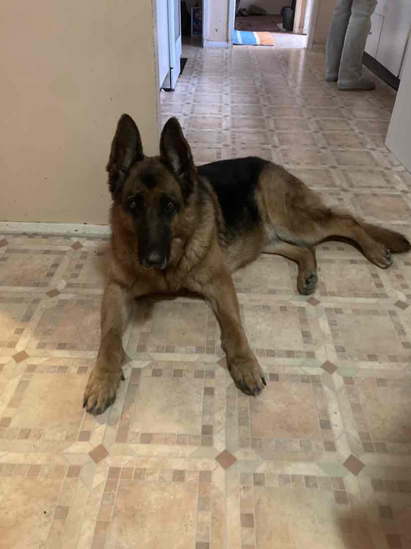 Advocate For Dogs XLarge Over 25kg 6 Pack - $114.79